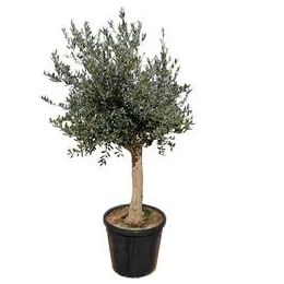 Pflanzen Olea europaea Picual Olivenbaum 200-220 cm hoch 90 Liter Container