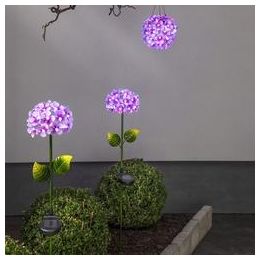 LED Solarstab Hortensie - pink - 27 kaltwei√üe LED - H: 77cm, D: 16cm - D√§mmerungssensor