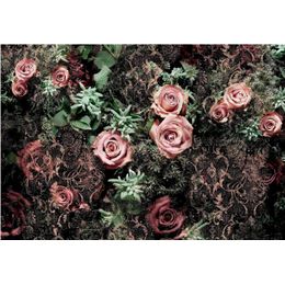 Komar Fototapete "Velvet" Tapeten Gr. B/L: 368 m x 254 m, Rollen: 8 St., bunt (rosa, braun) Fototapeten Blumen