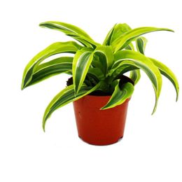 Drachenbaum - Dracaena deremensis fragrans Lemon Lime - 12cm Topf - gelb-grüne Blätter