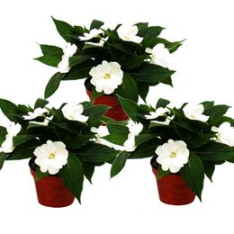 Exotenherz - Edel-Lieschen - Impatiens Neu-Guinea - 12cm Topf - Set mit 3 Pflanzen - Weiß