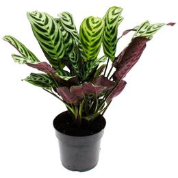 Exotenherz - Hörbare Schattenpflanze mit tollen Blattmustern - Ctenanthe burle-marxii - Marante - Korbmarante - 14cm Topf - ca. 40cm hoch