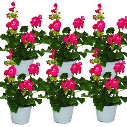 Exotenherz - Geranien stehend - Pelargonium zonale - 12cm Topf - Set mit 6 Pflanzen - kräftig pink