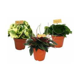 Exotenherz - Zwergpfeffer-3er Set, Peperomia, Eden-Mix, 3 Pflanzen im 12cm Topf