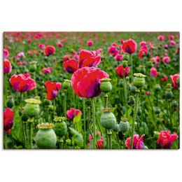 Artland Leinwandbild Mohnblumen Nahaufnahme, Blumenwiese (1 St), auf Keilrahmen gespannt, rosa