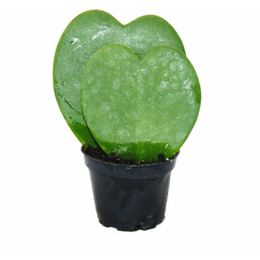 Exotenherz - Hoya kerii - Herzblatt-Pflanze, Herzpflanze oder Kleiner Liebling - Doppelherz im 6cm Topf