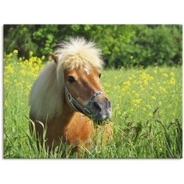 Wandbild Artland "Shetland Pony" Bilder Gr. B/H: 80 cm x 60 cm, Leinwandbild Haustiere, 1 St., grün Kunstdrucke