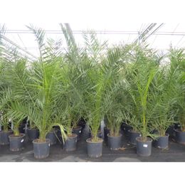 Palme 160 - 180 cm, Phoenix canariensis, kanarische Dattelpalme, kräftige Palmen Premium Qualität