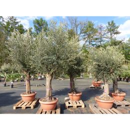 Bonsai Olivenbaum 230 - 260 cm knorrige urige Olive winterhart Olea Europaea Ölbaum