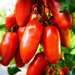 Gärtner Pötschke Tomatenpflanze San Marzano "Tomate Tuma® Red" veredelt