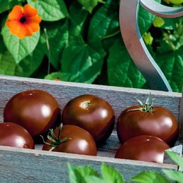 Gärtner Pötschke Tomatenpflanze Salattomate Kakao, veredelt