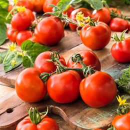 Gärtner Pötschke Tomatenpflanze Salattomate, veredelt