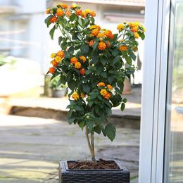 Gärtner Pötschke Wandelröschen Baum, orange