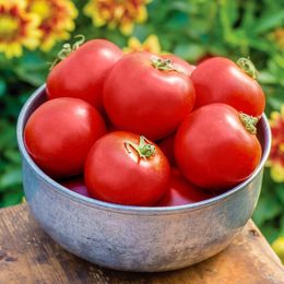 Gärtner Pötschke Tomatenpflanze Fleischtomate, rot, veredelt