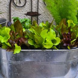 Gärtner Pötschke Pflück-Salatpflanze