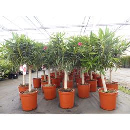 Oleander Premium XL Stamm 100 - 115 cm Nerium Premiumqualität Rosenlorbeer rot oder rosa