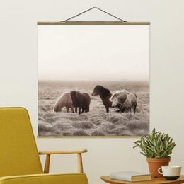 MICASIA Stoffbild mit Posterleisten - Island Wildpferde - Quadrat 1:1 Größe HxB: 80cm x 80cm Material: Eiche