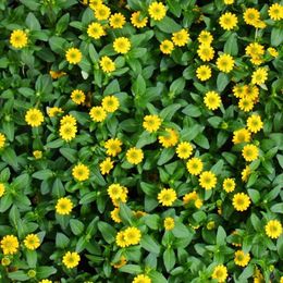 Exotenherz - Husarenknöpfchen - gelb - Sanvitalia - 12cm - Set mit 3 Pflanzen