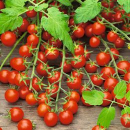 Gärtner Pötschke Tomatenpflanze "Philovita"