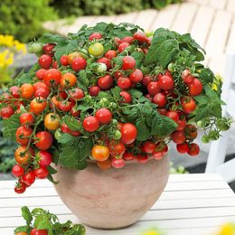 Gärtner Pötschke Tomatenpflanze Balkontomate