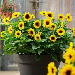 Gärtner Pötschke Sonnenblume SunBelievable™