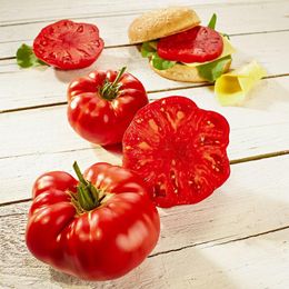 Gärtner Pötschke Tomatenpflanze Fleischtomate Buffalosteak, veredelt