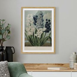 MICASIA - Bild mit Rahmen - Botanik Vintage Illustration Blaue und weiße Hyazinthen Größe HxB: 24cm x 18cm, Rahmen: Eiche