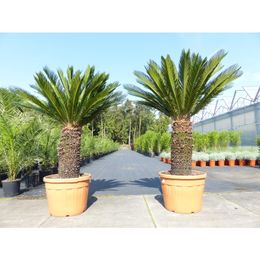 Mega Palmfarn 160 - 180 cm Cycas Revoluta, bis 50 Wedel Sagopalme Palme, innen + außen