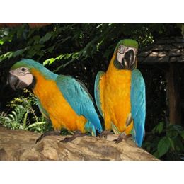L.M. Karten Experimentierkasten Effekt-Postkarte 3D: "2 Papageien"