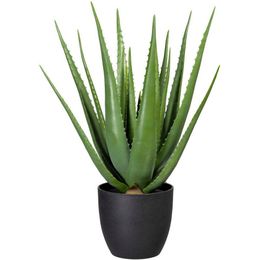 Künstliche Zimmerpflanze Aloe, Creativ green, Höhe 66 cm, grün
