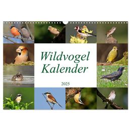 Wildvogelkalender (Wandkalender 2025 DIN A3 quer), Calvendo Monatskalender