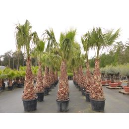 XXL Washingtonia Robusta Premium 340-400 cm, XXL Stamm 165-180 cm Petticoat Palme winterhart