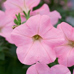Gärtner Pötschke Riesen-Hängepetunie Alpetunia (Farbe: Soft Pink - rosa)