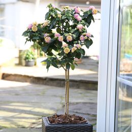 Gärtner Pötschke Wandelröschen Baum, rosa
