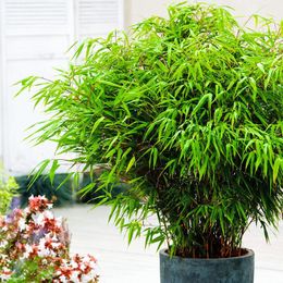 Gärtner Pötschke Garten-Bambus "Rufa" im ca. 18 cm-Topf