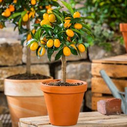 Gärtner Pötschke Calamondin-Orangenbaum (Größe: 15 cm-Topf)