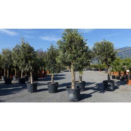 6 Stück Olivenbaum Olive "20 Jahre" beste Qualität, Stammumfang 20 - 30 cm, winterhart, Olea Europaea