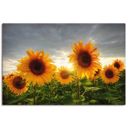 Wandbild Artland "Sonnenblumen II" Bilder Gr. B/H: 90 cm x 60 cm, Leinwandbild Blumen Querformat, 1 St., orange Kunstdrucke als Leinwandbild, Poster in verschied. Größen