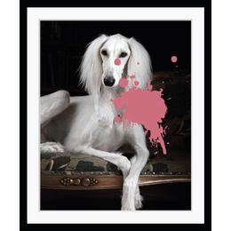 Bild queence "2.0" Bilder Gr. B/H: 50 cm x 70 cm, Wandbild Hunde Hochformat, pink (weiß, pink) Farbklecks, Hund, gerahmt, Pudel