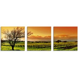 Glasbild Artland "Landschaft mit Weinbergen" Bilder Gr. B/H: 30 cm x 30 cm, Glasbild Felder, 3 St., orange Glasbilder in verschiedenen Größen