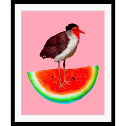 Bild queence "Josi" Bilder Gr. B/H: 50 cm x 70 cm, Wandbild Wassermelone Hochformat, bunt (gelb, türkis, pink) Kunstdrucke gerahmt, Wassermelone, Vogel