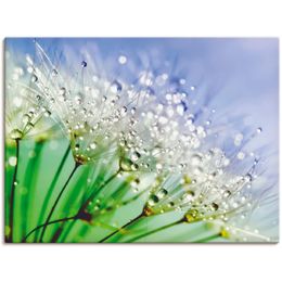 Wandbild Artland "Glitzernde Pusteblume III" Bilder Gr. B/H: 80 cm x 60 cm, Leinwandbild Blumen, 1 St., blau als Leinwandbild, Poster, Wandaufkleber in verschied. Größen