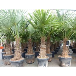 5 Stück XXL Stämme Palme winterhart 190 cm Trachycarpus fortunei, Hanfpalme, Top-Qualität