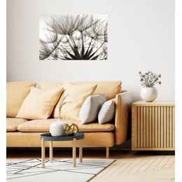 queence Wandsticker "Blume" Wandtattoos Selbstklebend, kinderleichte Anbringung Gr. B/H/T: 150 cm x 90 cm x 0,1 cm, Pusteblume-Blume, beige