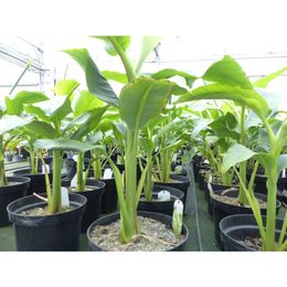 Bananenstaude Musa Basjoo 60 - 80 cm winterhart Staude japanische Faserbanane