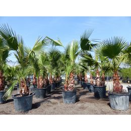 Washingtonia Robusta Premium 230-260 cm, XXL Stamm 70 - 90 cm Petticoat Palme winterhart