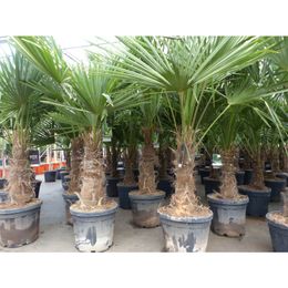 XL Stämme Palme winterhart 150-180 cm Trachycarpus fortunei, Hanfpalme, Top-Qualität