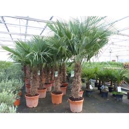 3 Stück 45L Trachycarpus Fortunei Palme, winterhart 200 - 250 cm