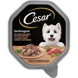 CESAR® Hunde-Nassfutter mit zartem Truthahn, Rind und Kräutern 14x 150,0 g