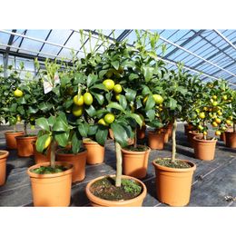 Kumquat Zwergorange Fortunella margarita Citrus Zitrus 60 - 80 cm Zitruspflanze Baum Pflanze